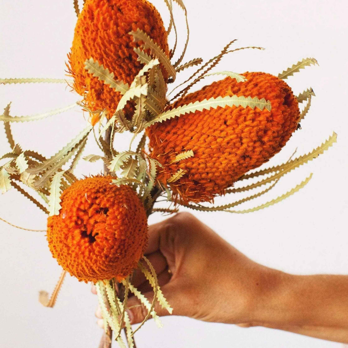 Preserved Flowers– Ataraxy Market + Design